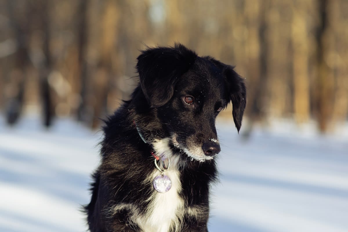 Border Collie Mix Wages War on a Tiny Snowman and It’s Hilarious - Parade Pets
