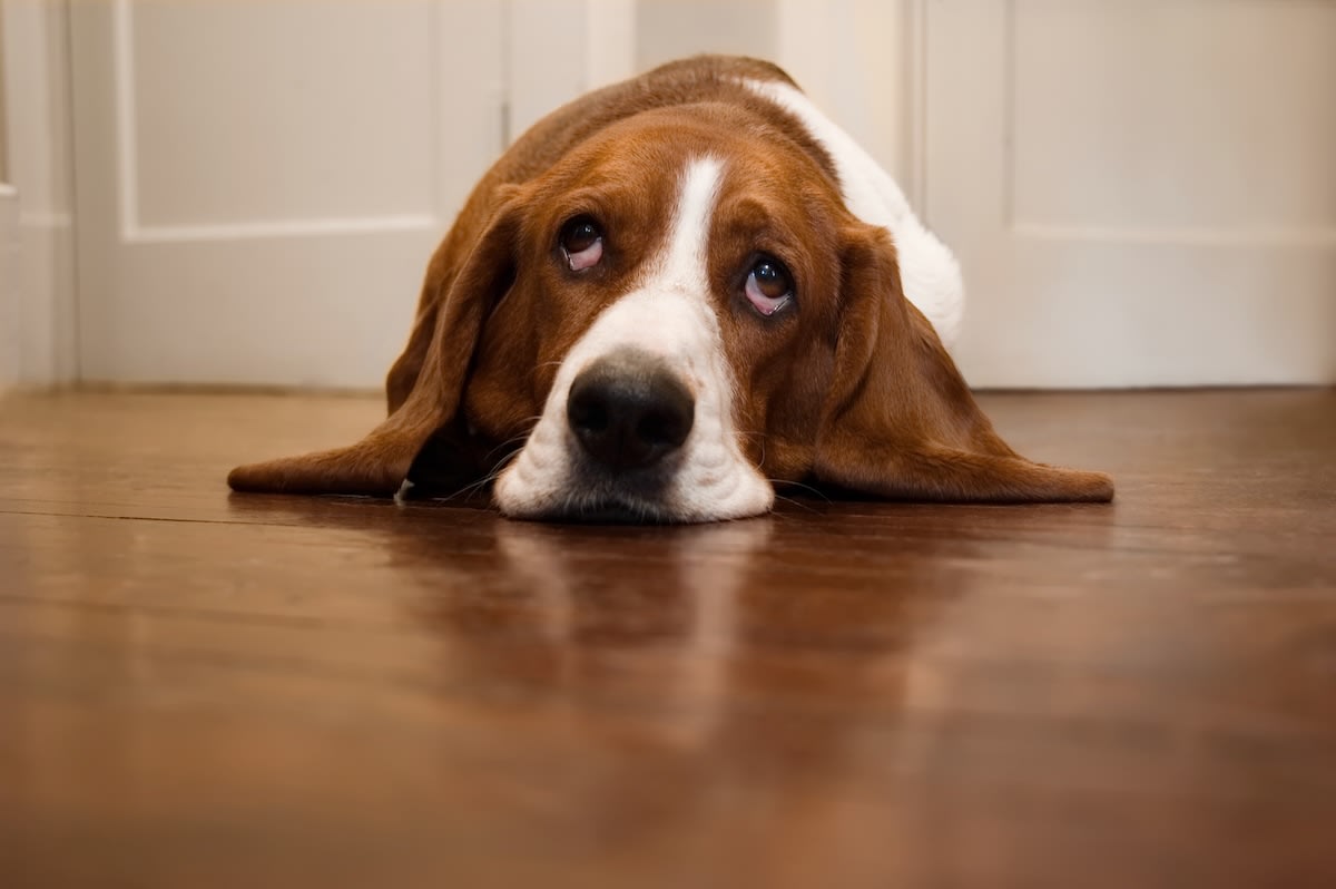 Basset Hound Randomly Wages War on Hair Clips and It’s Hilariously ...