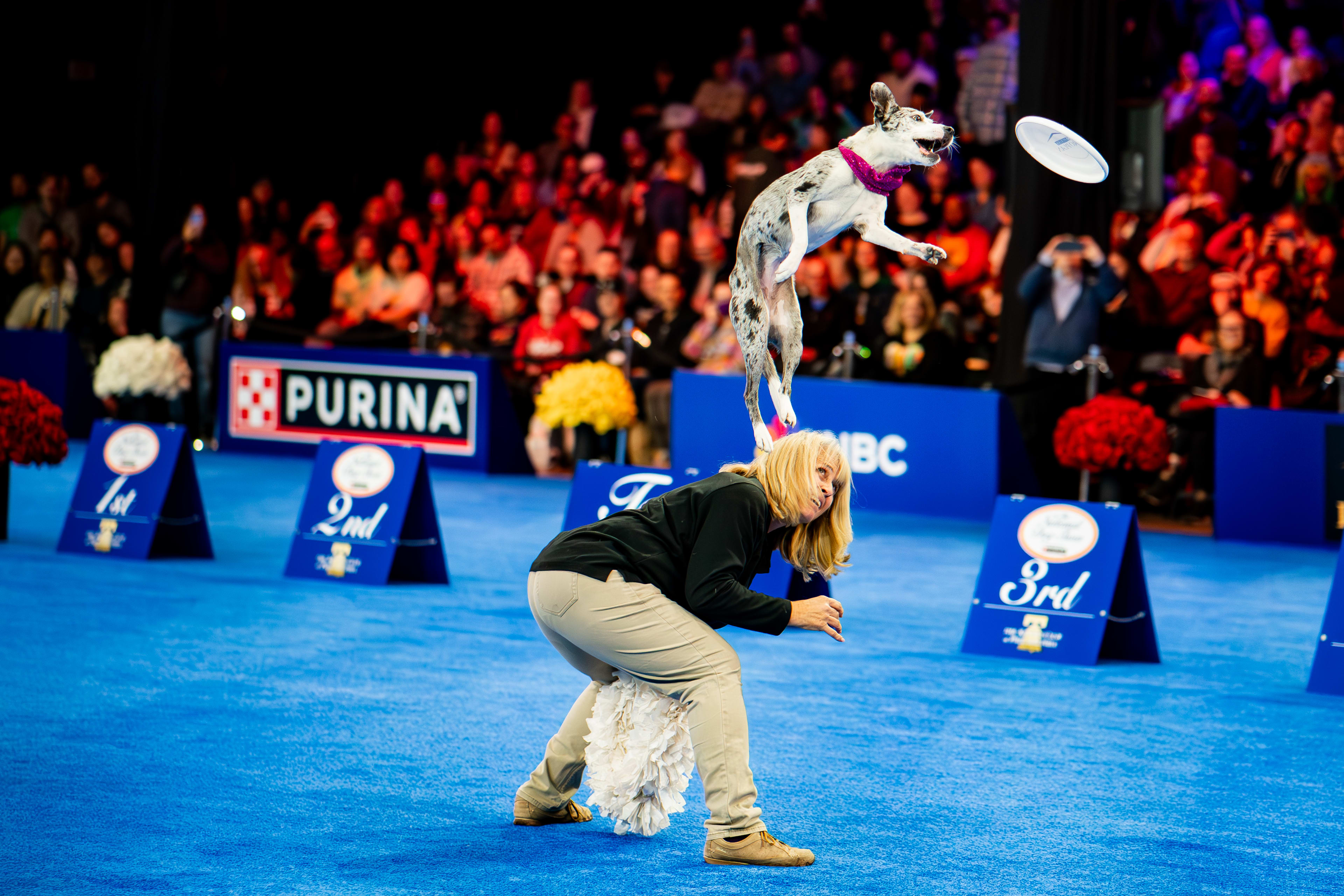 The National Dog Show 2025: Behind the Tail-Wagging Scenes - Parade Pets
