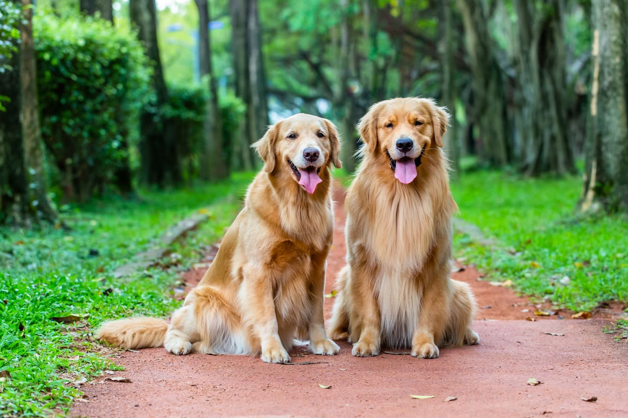 Top 5 Dog Breeds to Have as Pets, According to a Trainer - Parade Pets