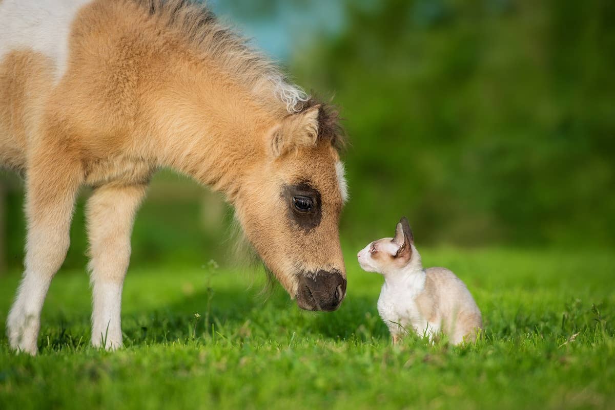 Tiny Miniature Pony and Tabby Cat Have the Most Precious Little ...