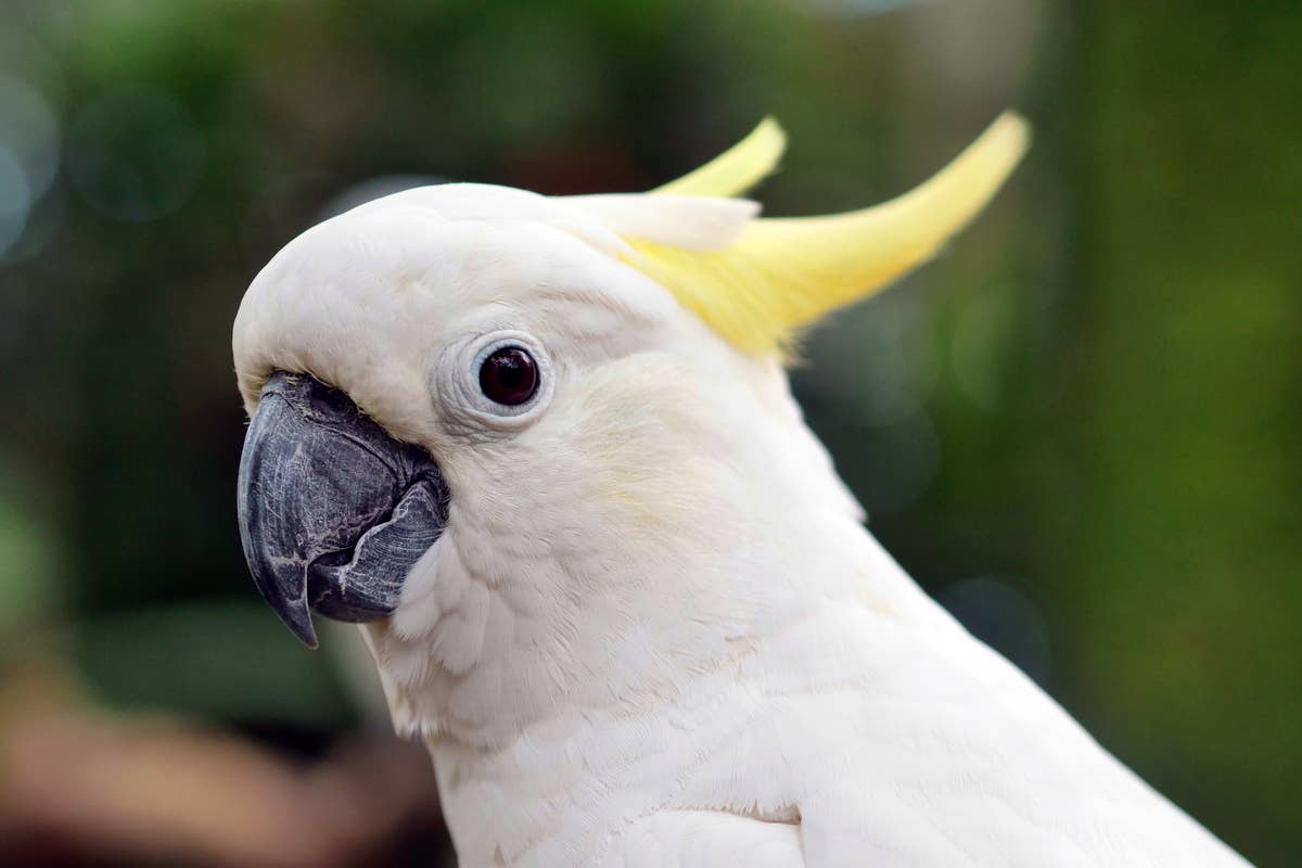 'Staff' Cockatoo Acts Busy for the Boss Like a Star Employee - Parade Pets