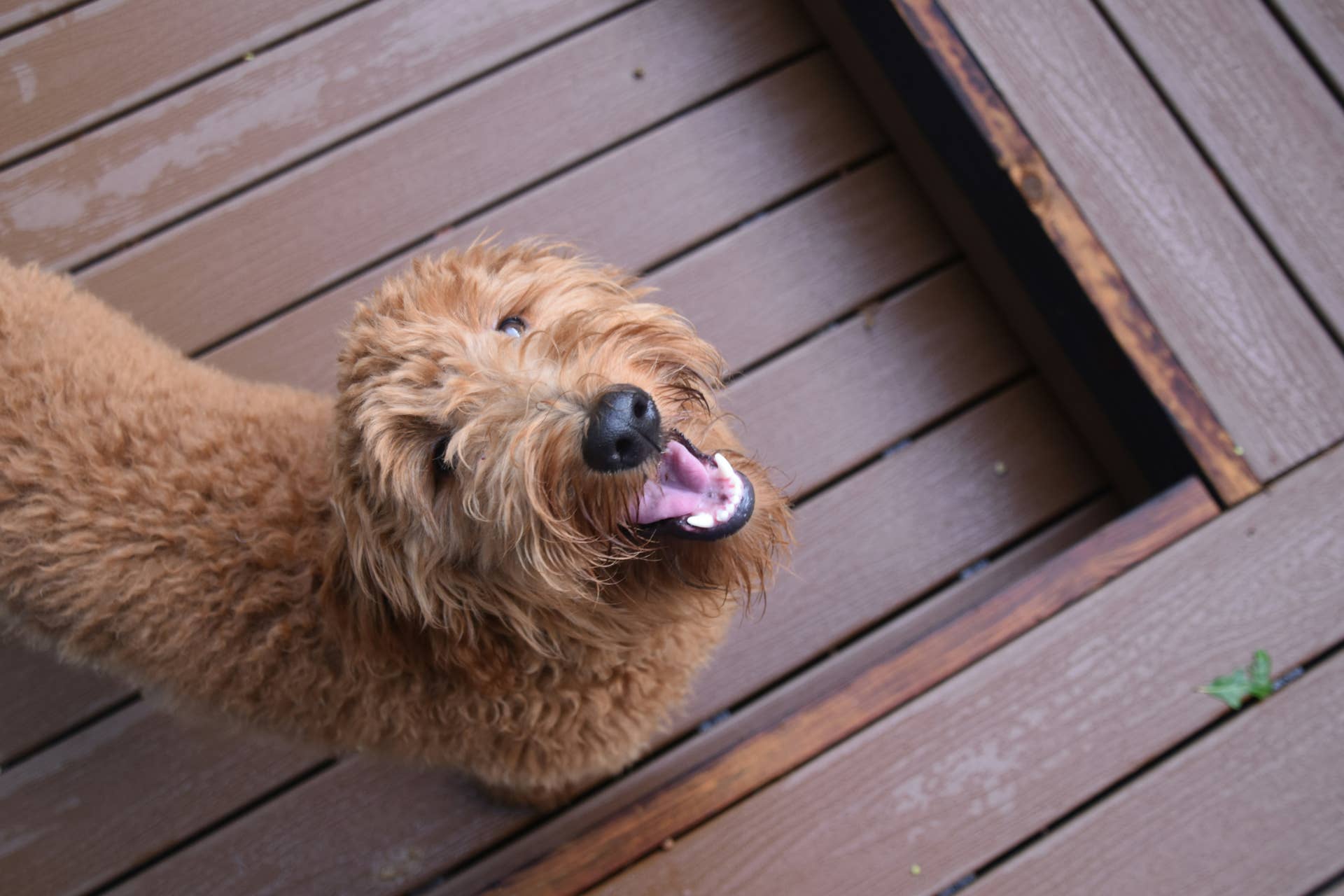 Mini Goldendoodle Learning To Play the Piano Is One Seriously Talented ...