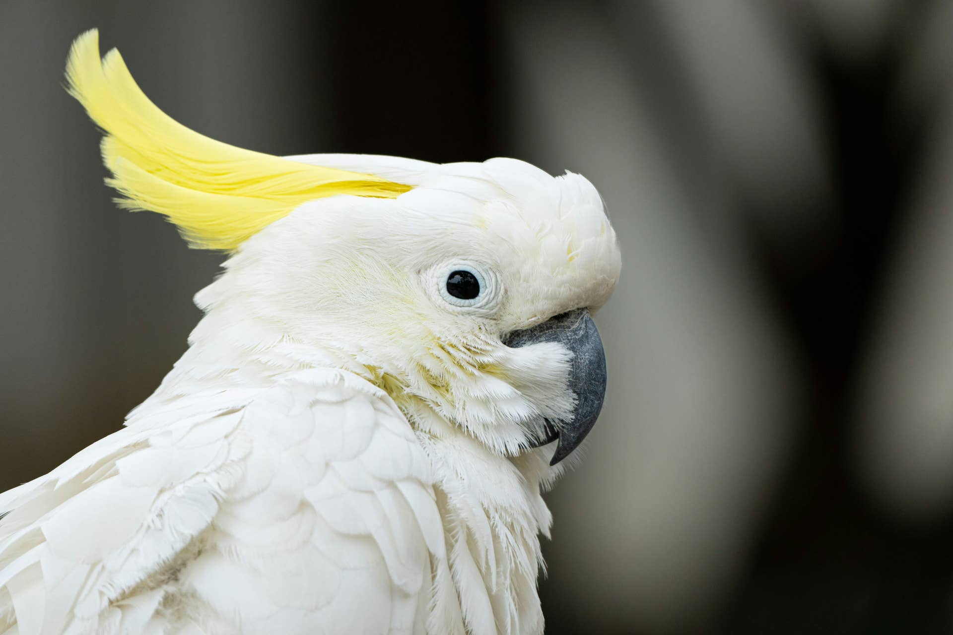 Cockatoo Who Would 'Spend Hours' Trying To Bust Puppy Out of His Crate ...