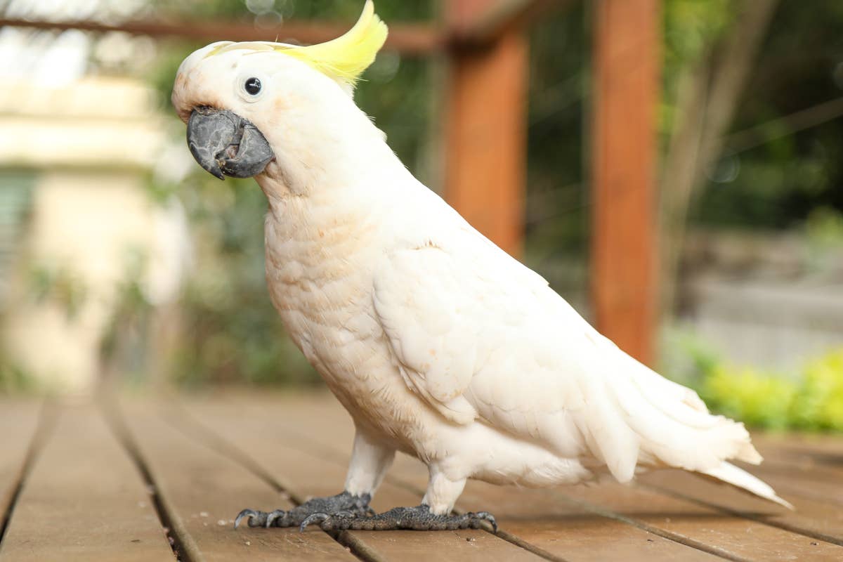 Cockatoo Who Would 'Spend Hours' Trying To Bust Puppy Out of His Crate ...
