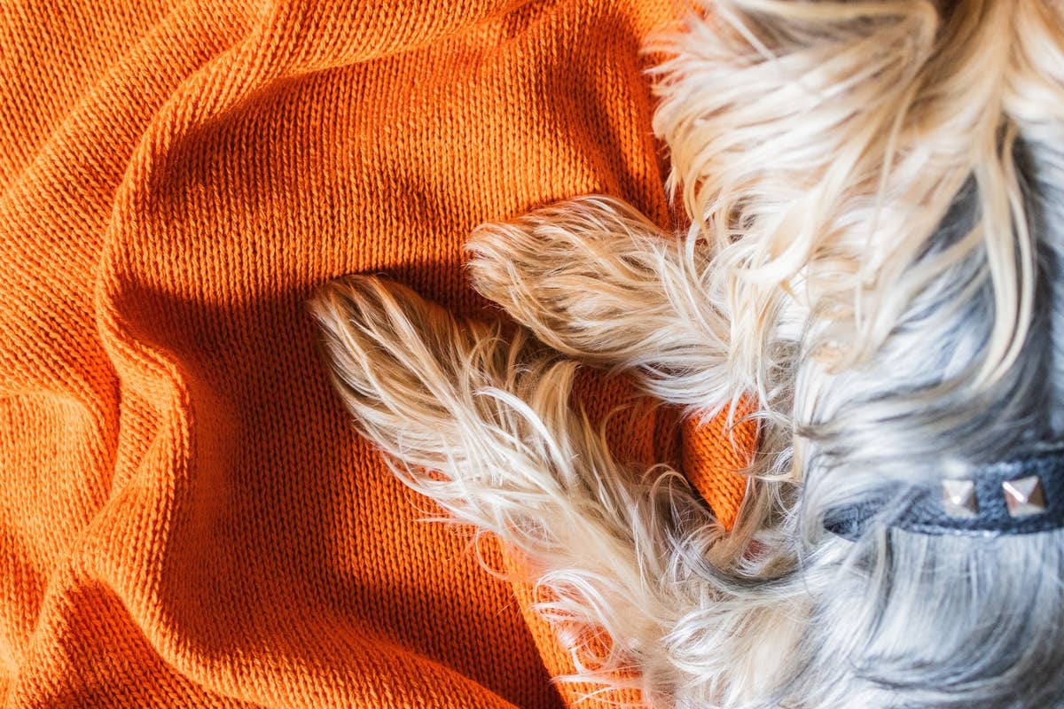 Yorkie's Morning Hair Looks Like She's Been Run Through the Dryer Too ...