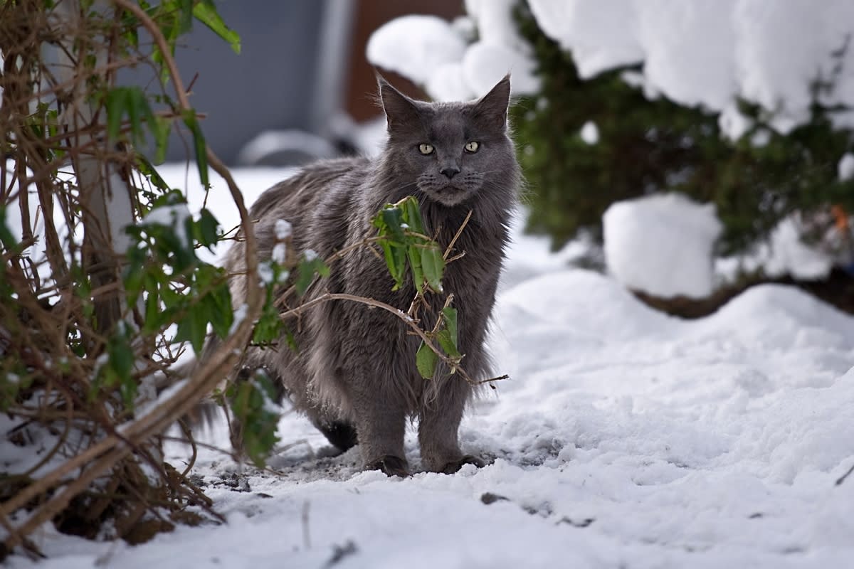 Giant Maine Coon Cat Leaves Humongous Snowy Paw Prints Like a Sasquatch ...