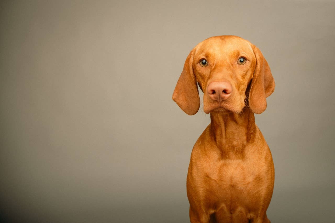 6 Dog Breeds With Red or Pink Noses Like Rudolph, Say Vets - Parade Pets