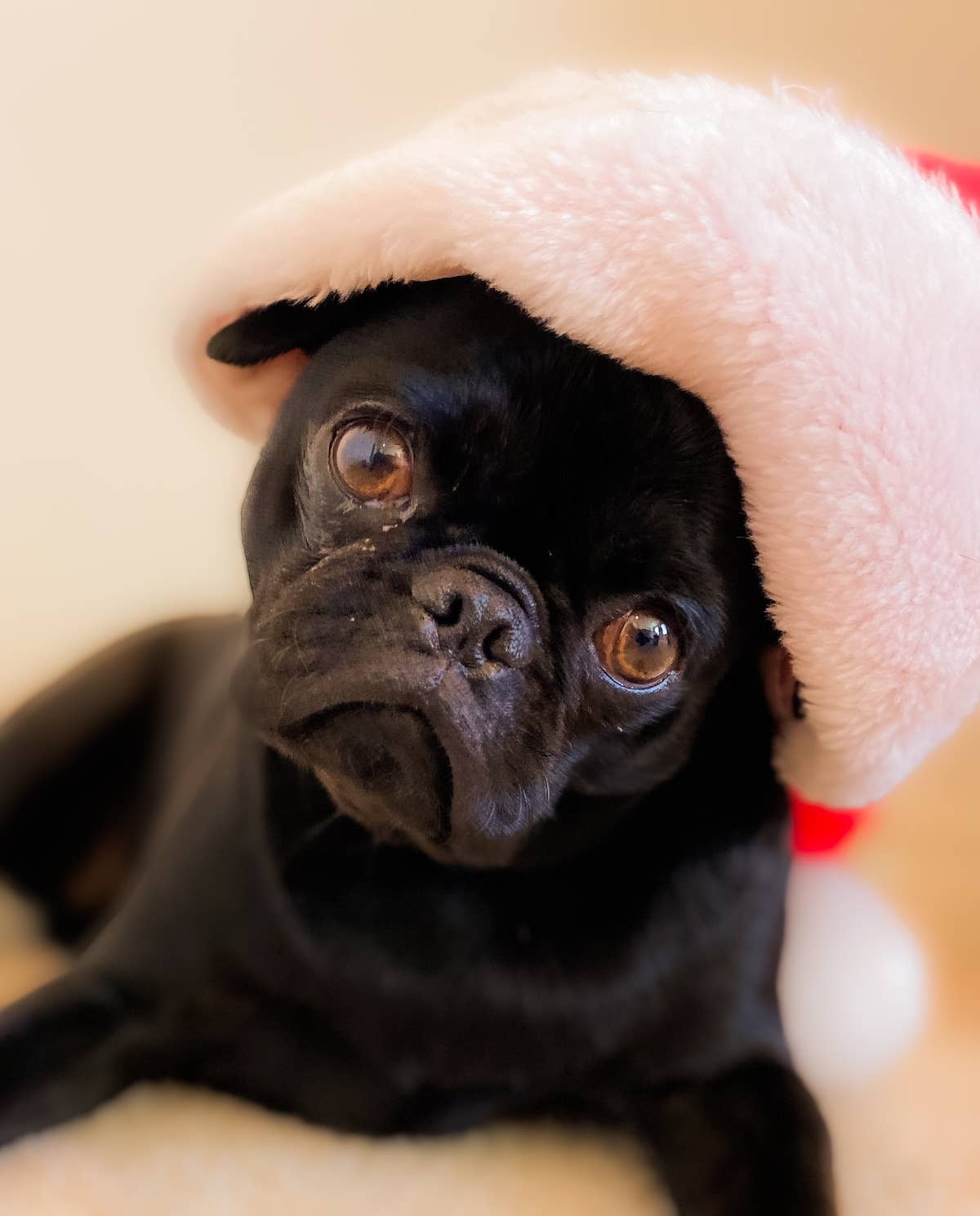 Bug-Eyed Pug Matches His Bug-Eyed Ornaments and It’s Cracking Everyone ...