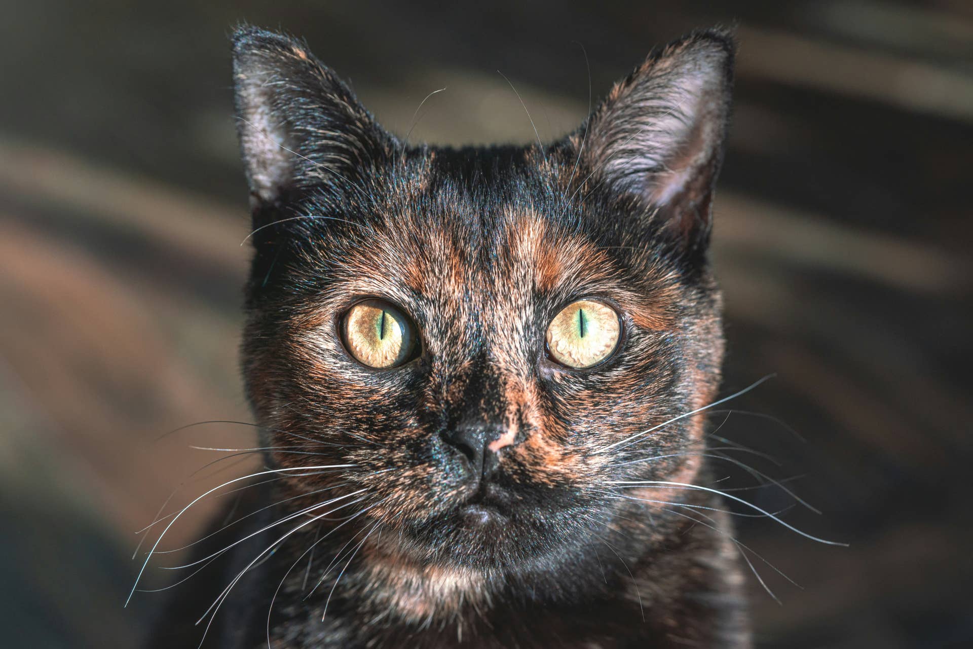 Precious Tortoiseshell Cat Singing Along to Christmas Carols on Cue Is ...