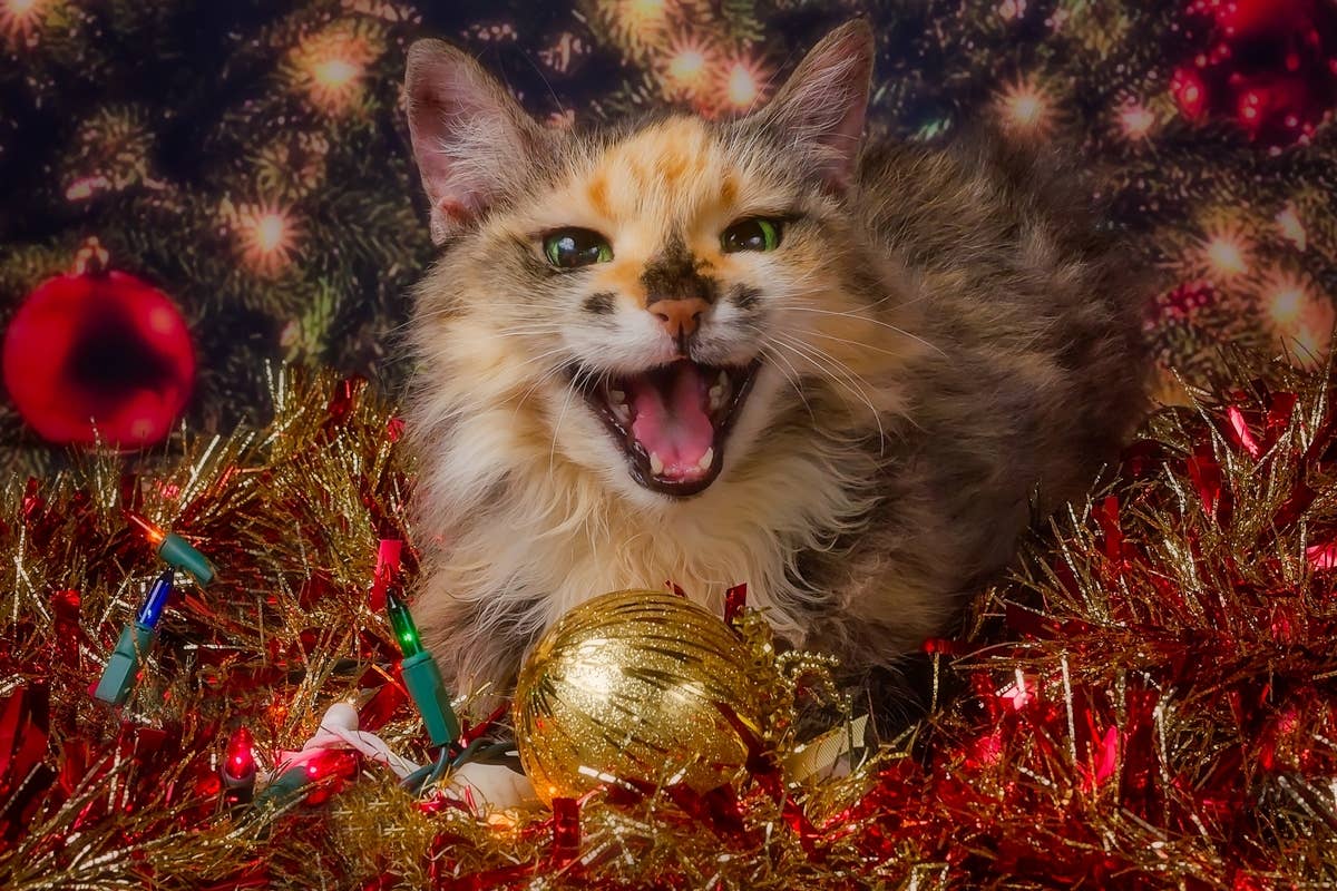 Precious Tortoiseshell Cat Singing Along to Christmas Carols on Cue Is ...