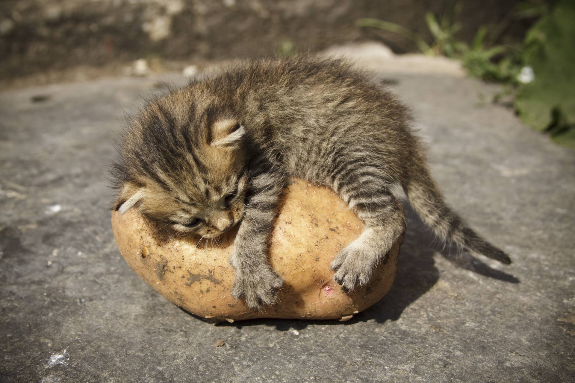 Cat Has the Time of His Life Playing With a Potato - Parade Pets