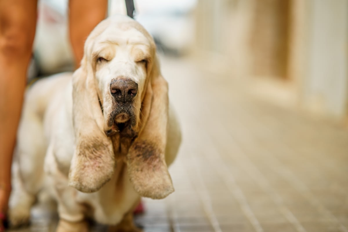 Senior Basset Hound Putting Himself to Bed Might Be the Most Wholesome ...