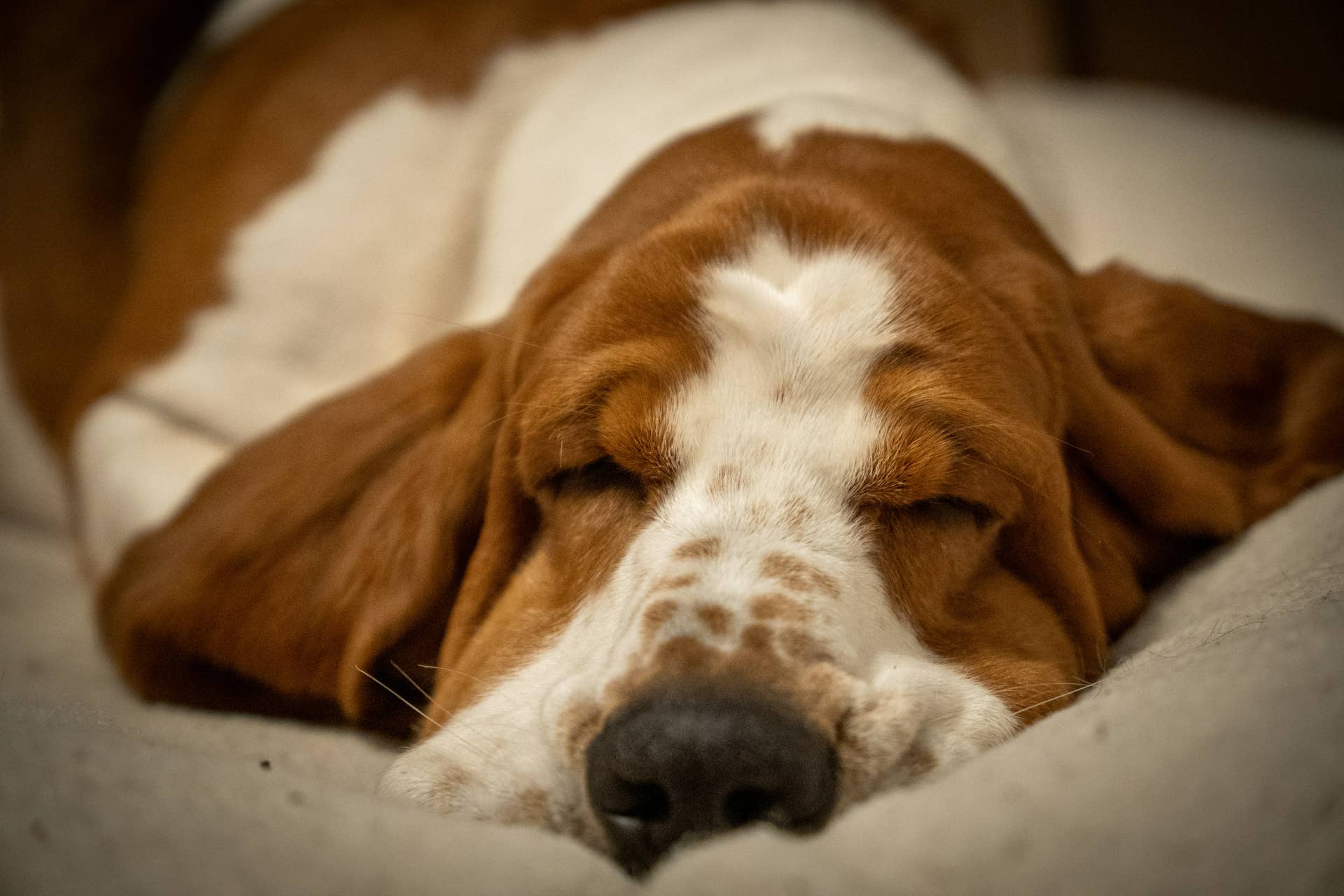 Senior Basset Hound Putting Himself to Bed Might Be the Most Wholesome ...