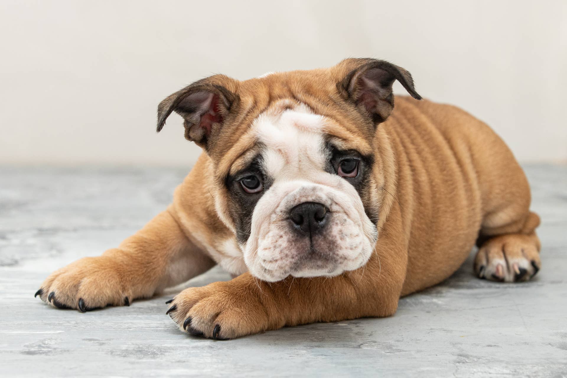 Diva Bulldog Turns Dad's Recliner Into a Lift for TV Time - Parade Pets