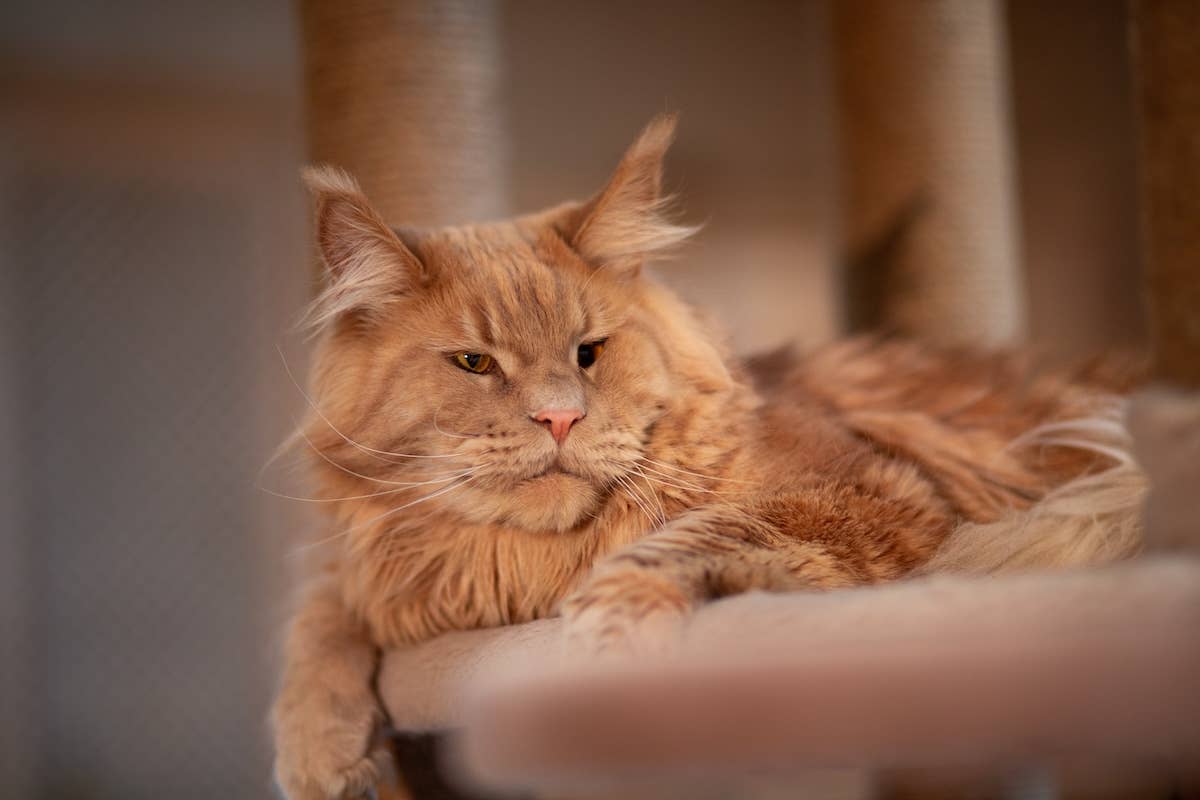 Beautiful Calico Maine Coon Cat’s Morning Pets Will Make Everyone’s Day ...