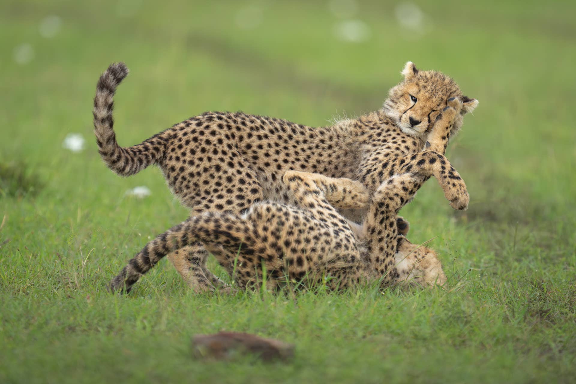 Itsy-Bitsy Bengal Kitten Looks Like Most Elegant Cheetah Cub - Parade Pets