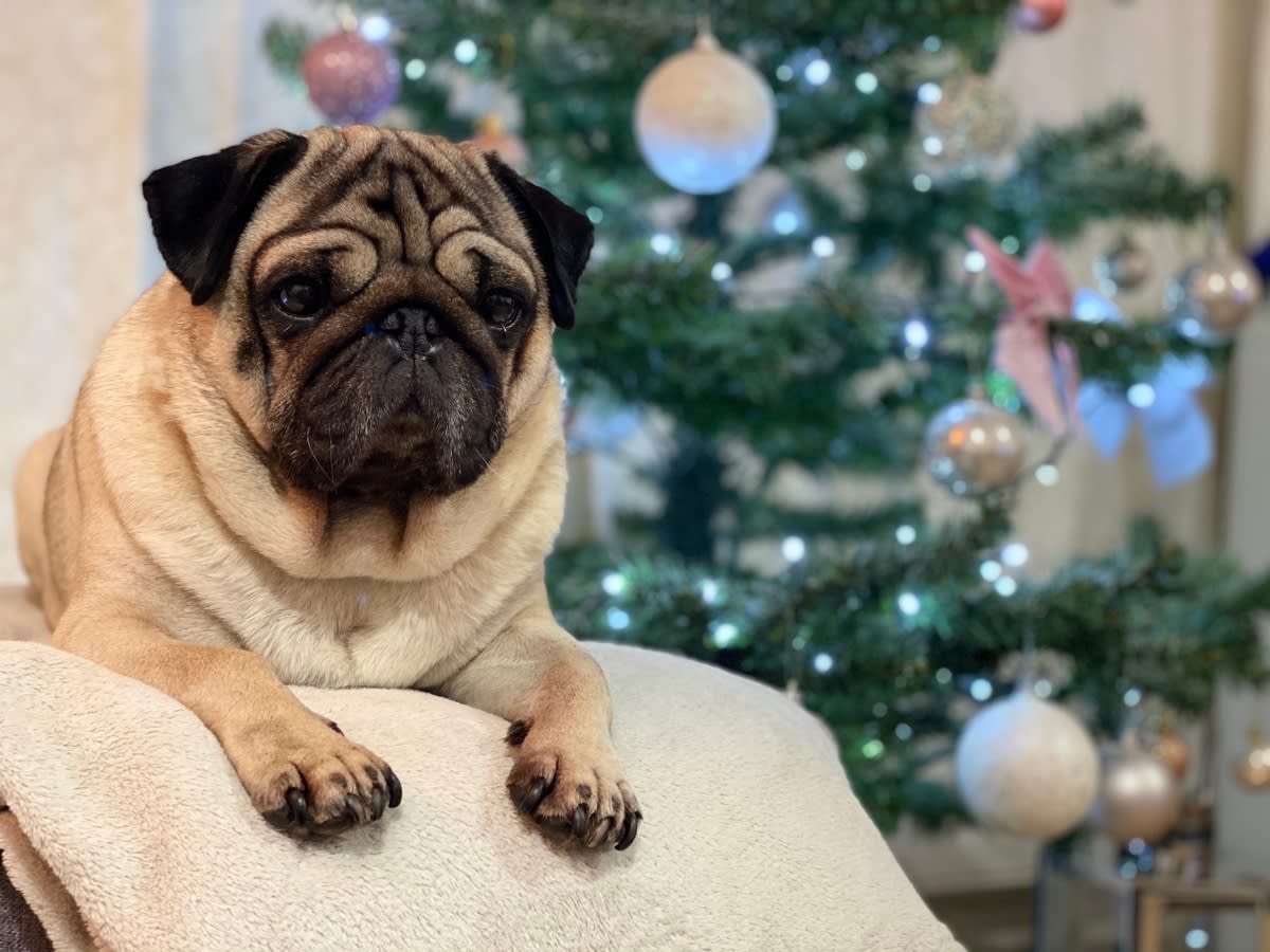 pug xmas