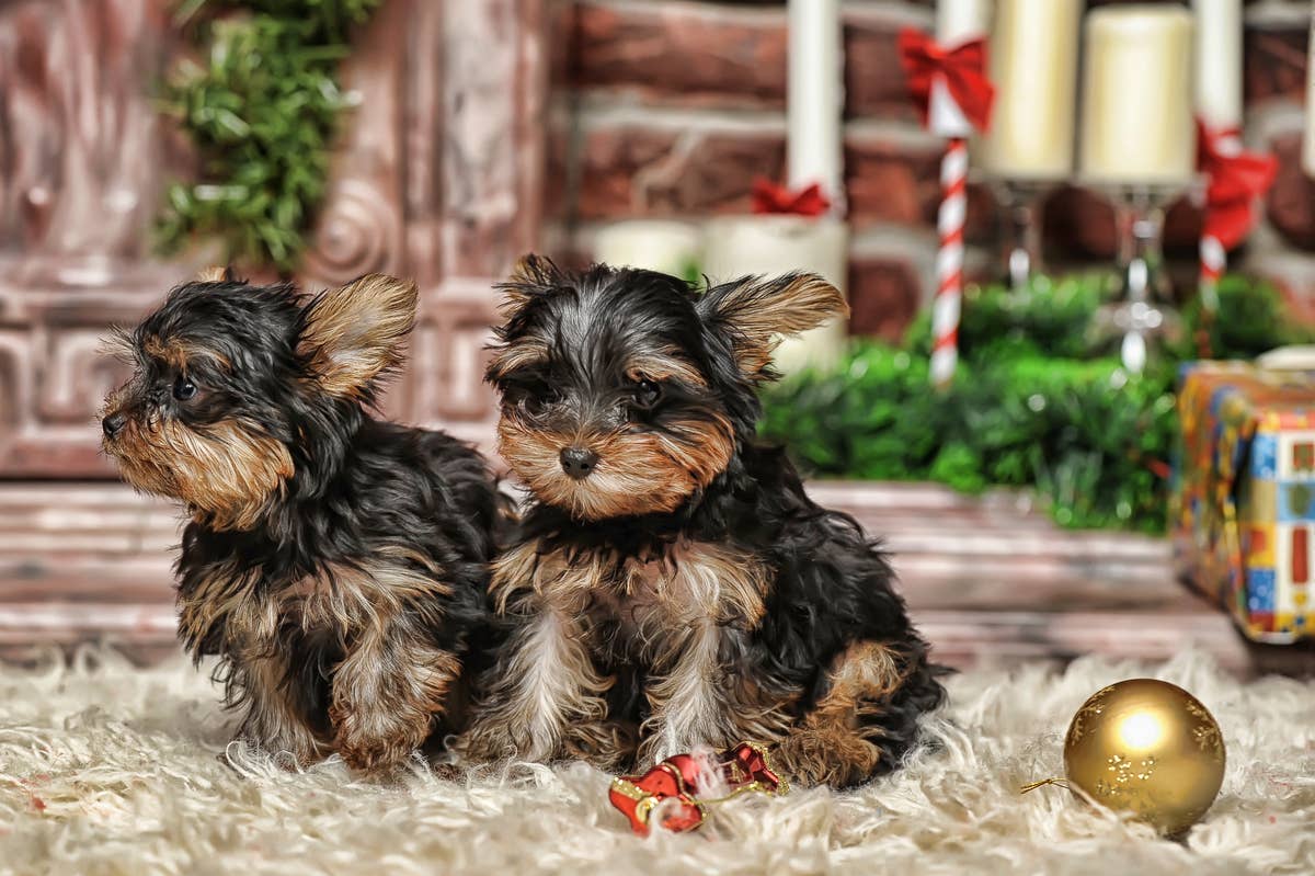10 Yorkies Dress up as 'The Grinch' To Get Grinch Happy Meals and It's ...