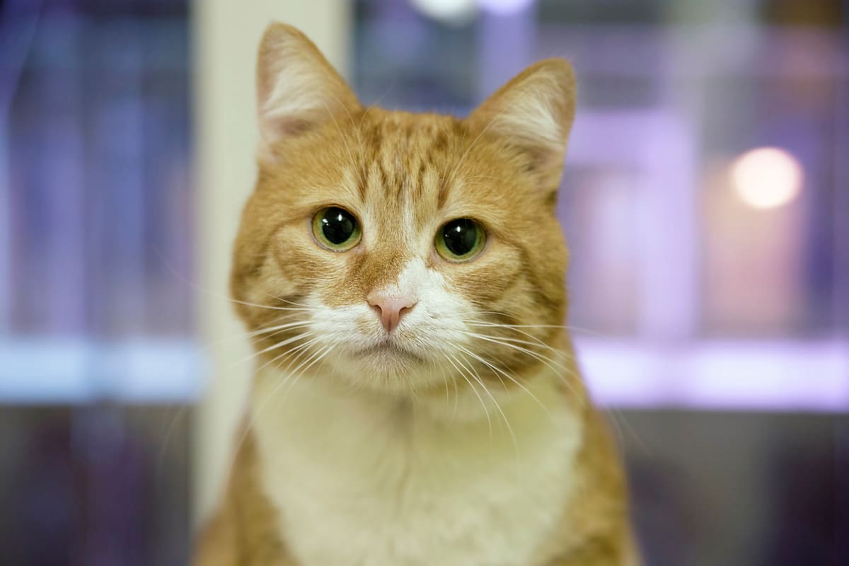 Orange Tabby Cat at PetSmart Overcome With Joy After Being Gifted New ...