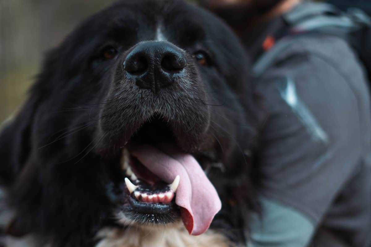 'Ladies' Man' Newfoundland Crashing 'His' Party Runs Laps Greeting ...