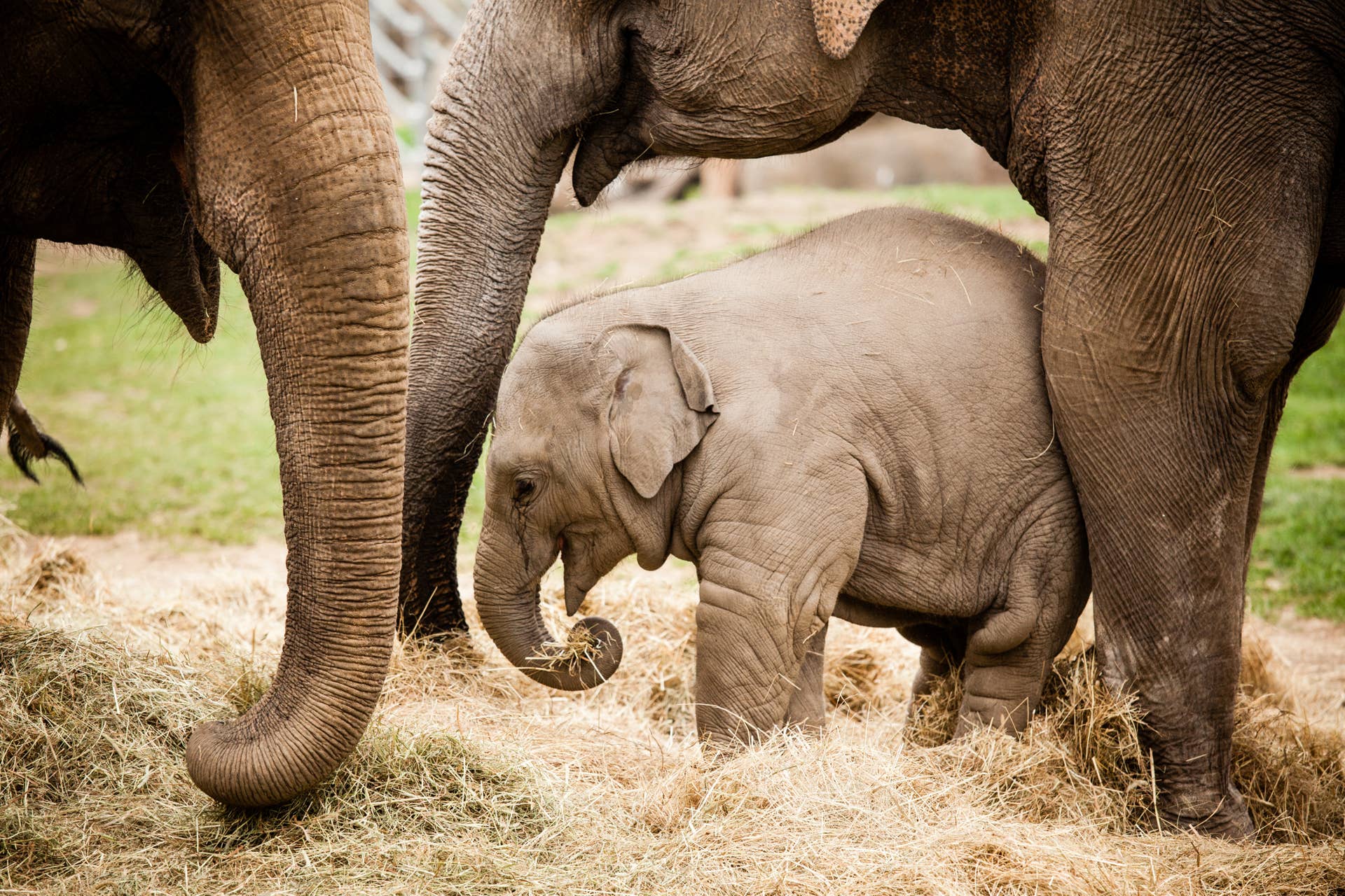 Clumsy Baby Elephant Learning to Climb and Walk Is Too Cute - Parade Pets