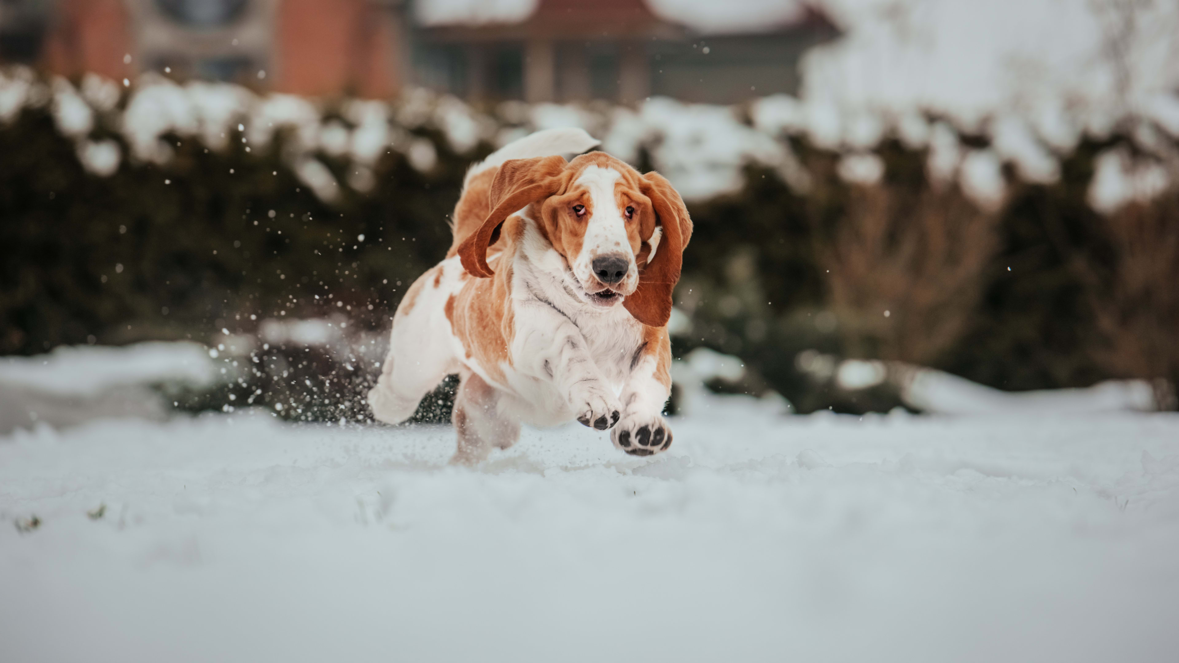 Basset Hound Ventures Out Into Her Very First Snowfall With Curiosity ...