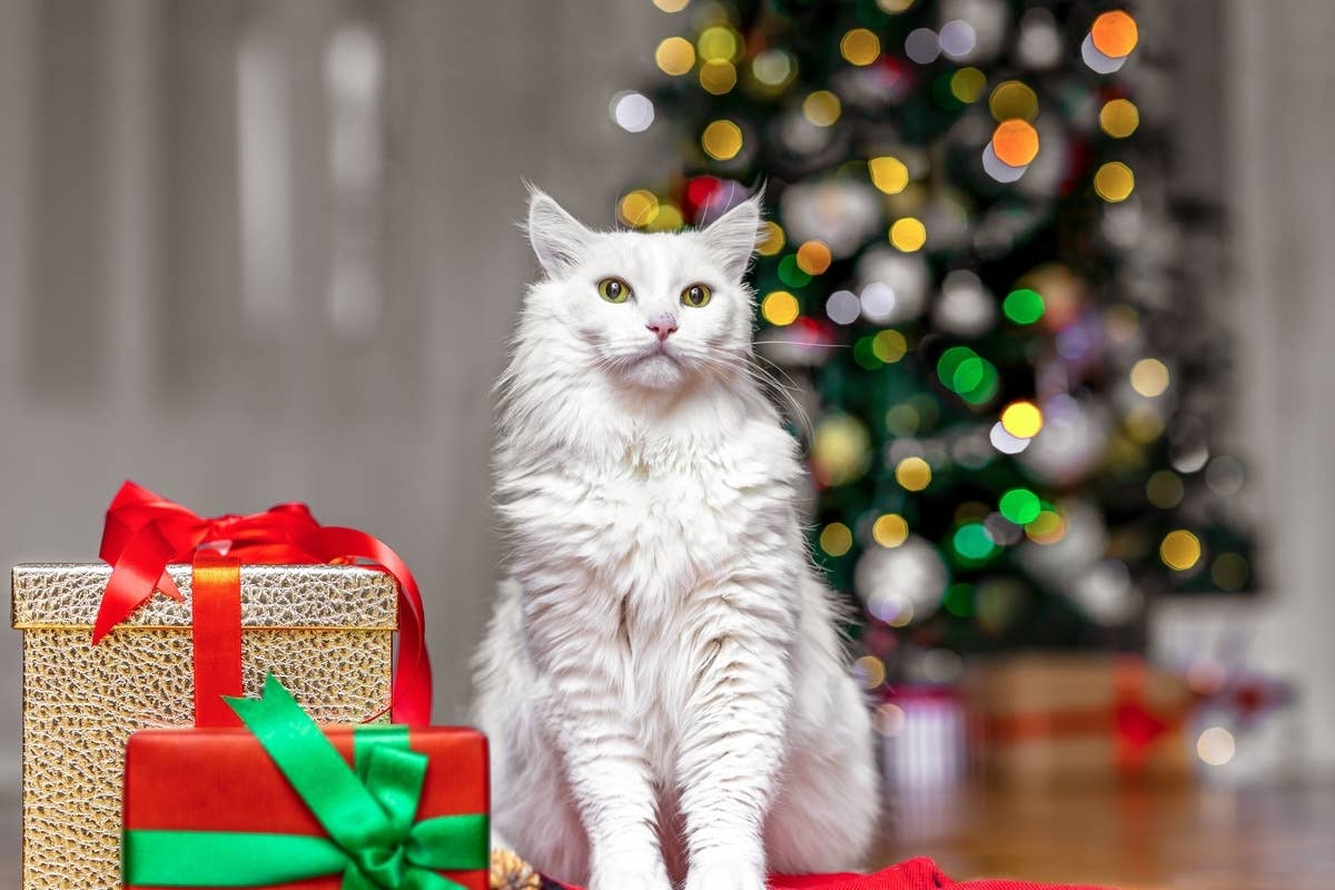 Cat’s ‘Wrecking Ball’ Move on the Christmas Tree Is the Holiday Laugh ...