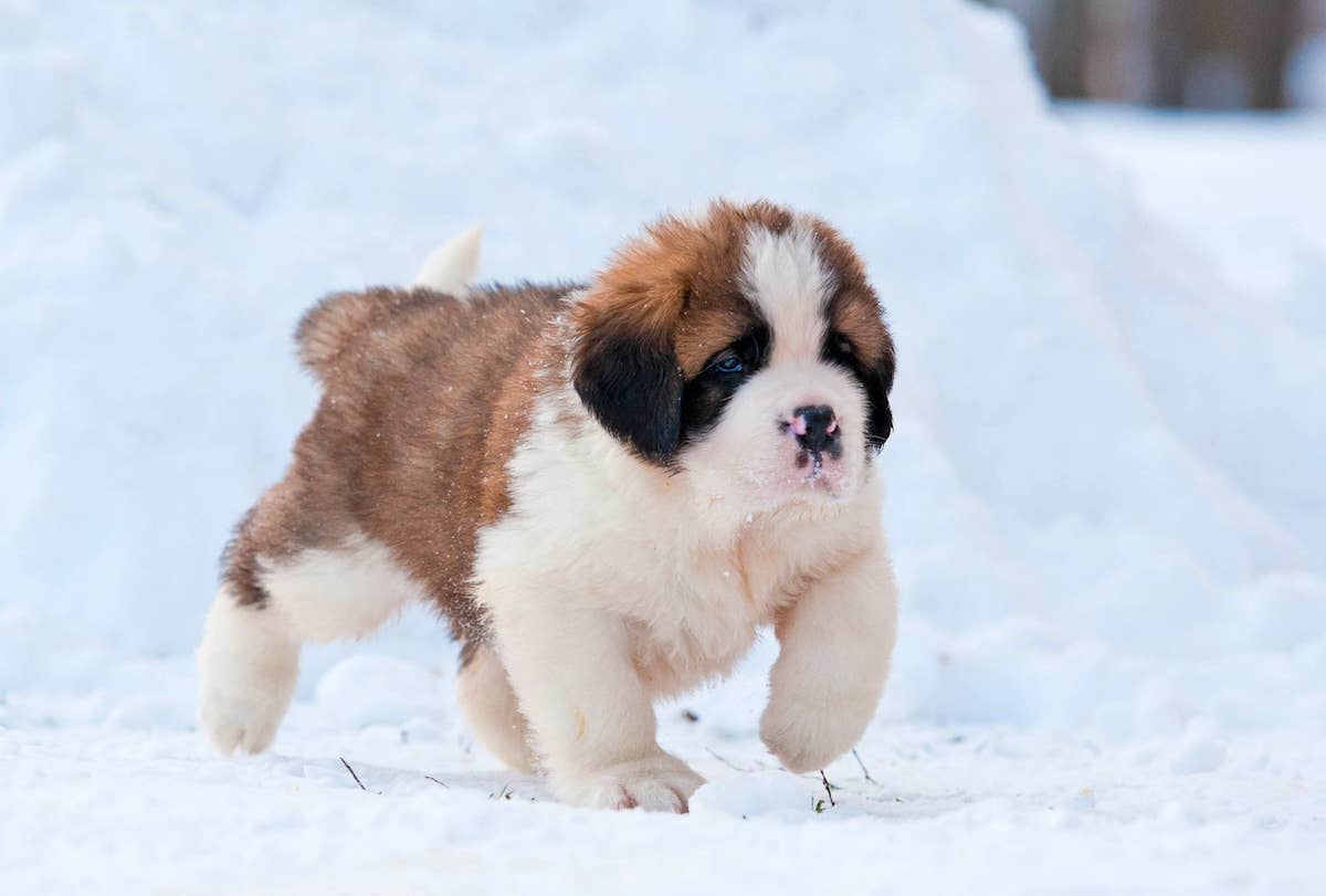 Saint Bernard Puppy Sees Snow for the First Time - Parade Pets