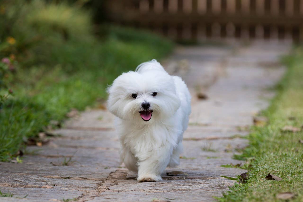 7 Calmest Small Dog Breeds, According to Vets - Parade Pets