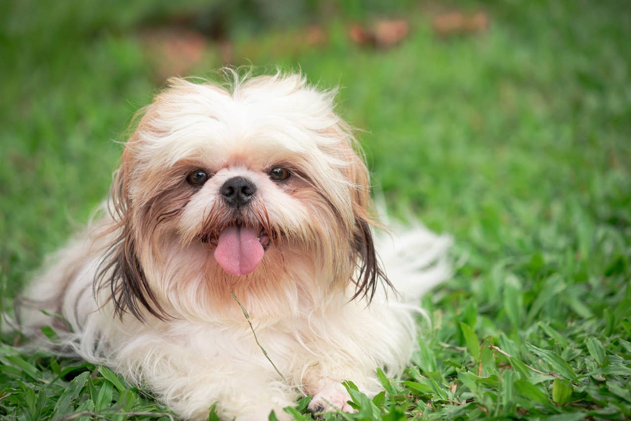 7 Calmest Small Dog Breeds, According to Vets - Parade Pets