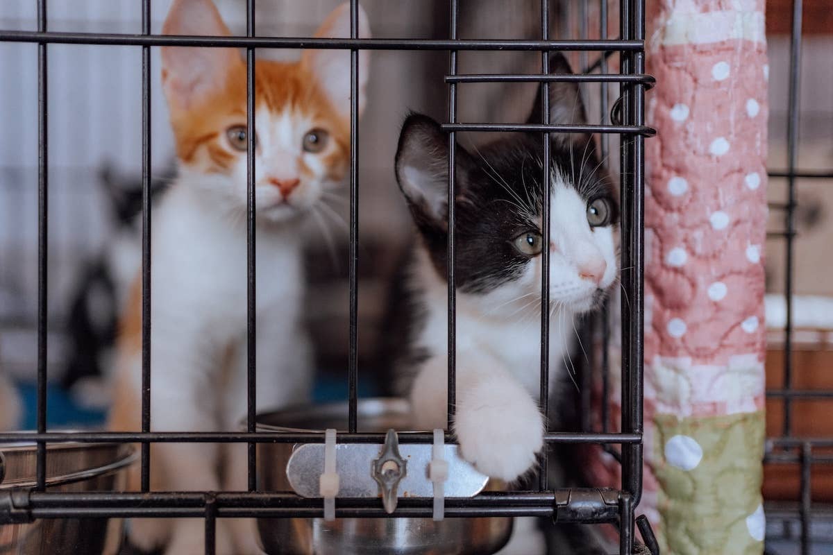 Adoptable Shelter Cats Enjoy Special Thanksgiving Dinner - Parade Pets