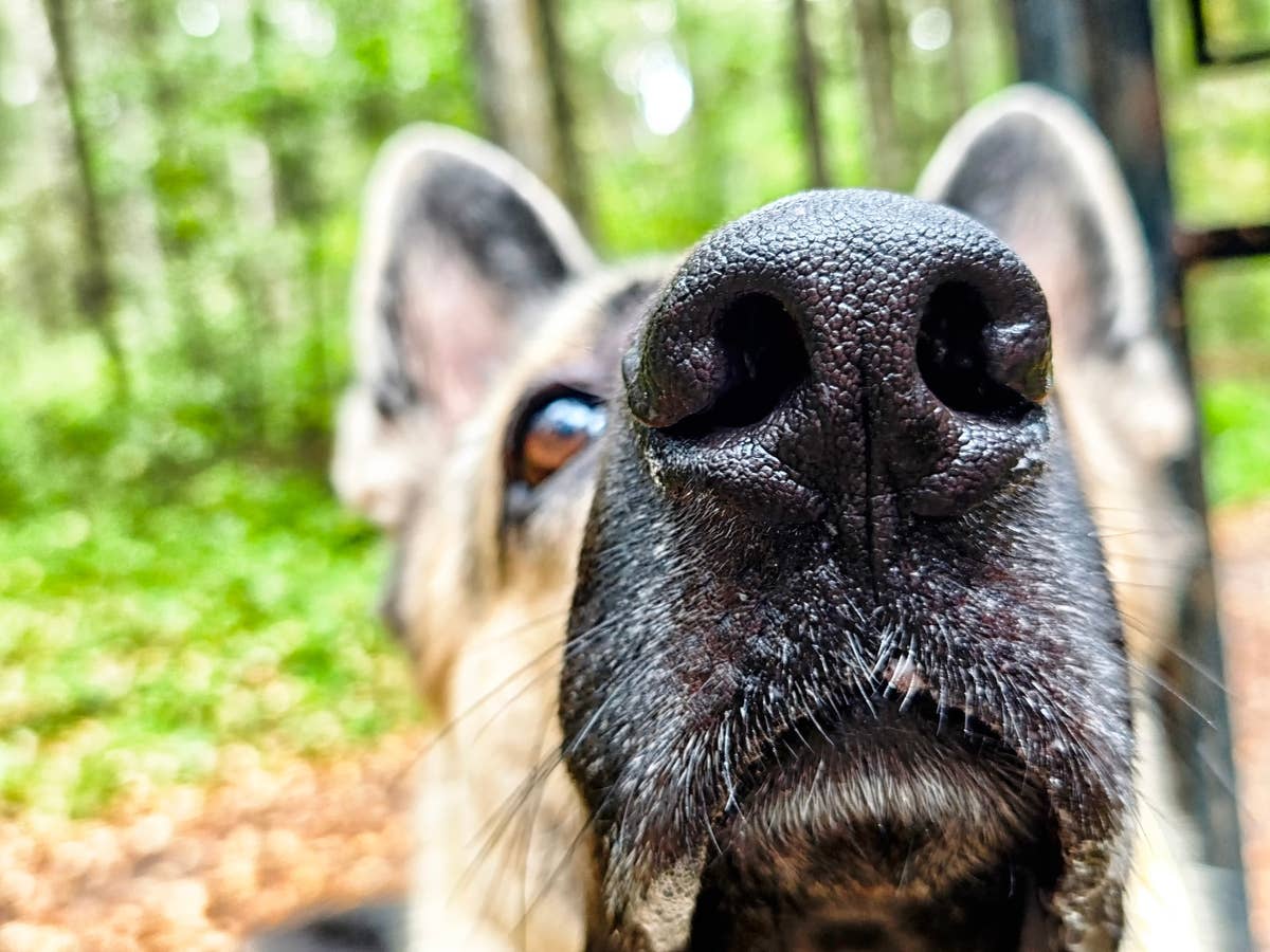 Retired Military German Shepherd's Lackluster Expression Over Attending ...