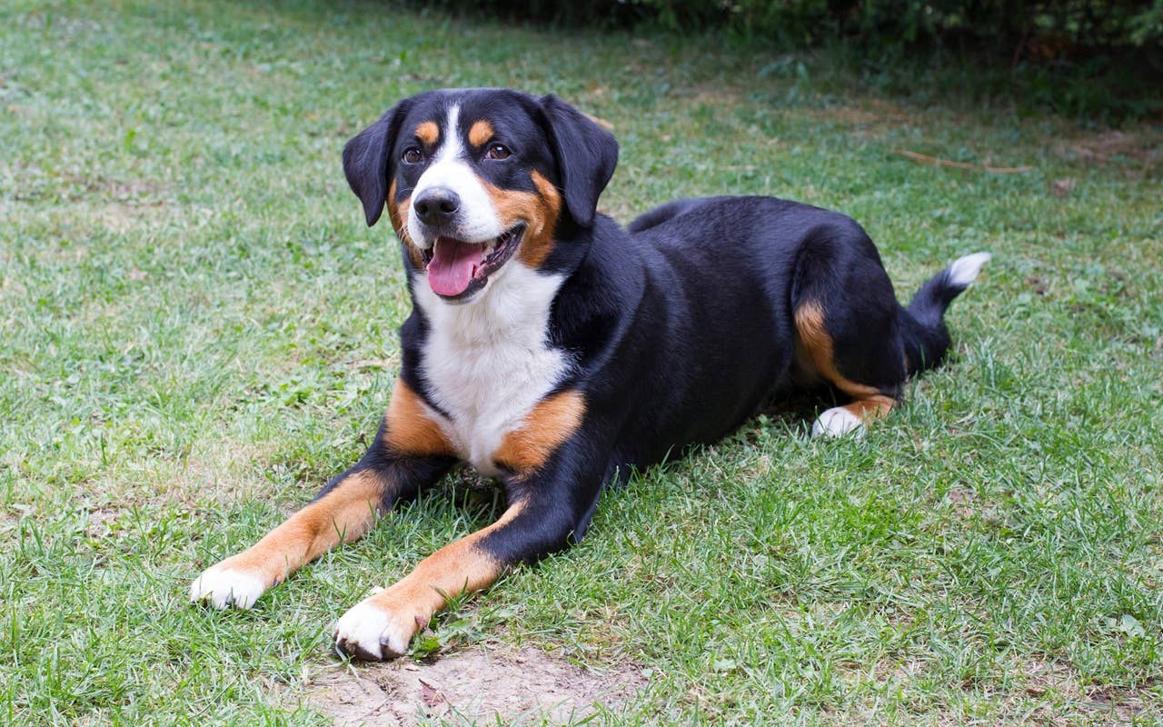 5 of the Bravest Dog Breeds You'll Ever Meet, According to Vets ...