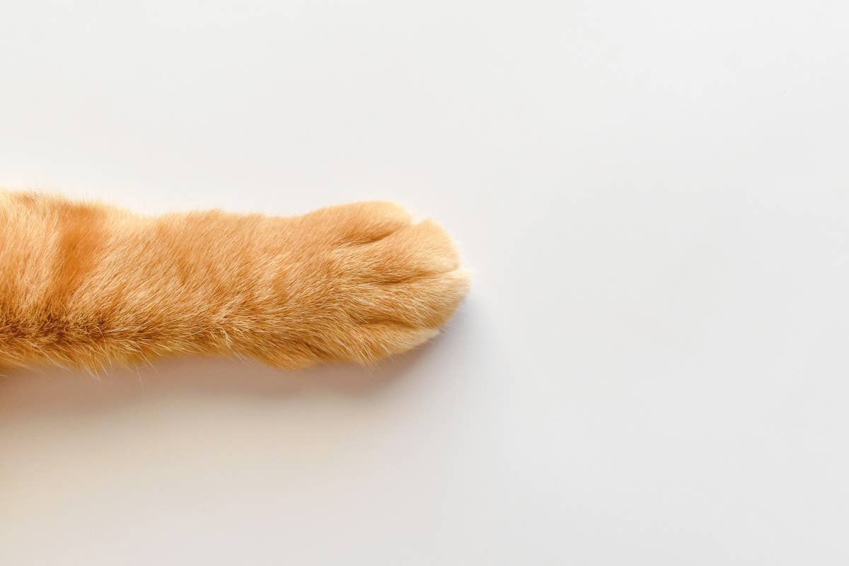 6-Month-Old Maine Coon and Ginger Kitten Sitting Side-by-Side Shows ...