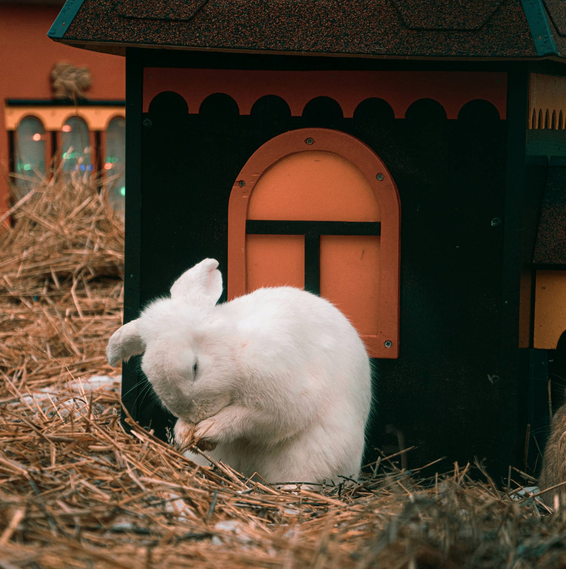 Senior Bunny Who Looks Like a Real-Life 'Velveteen Rabbit' Will Steal ...