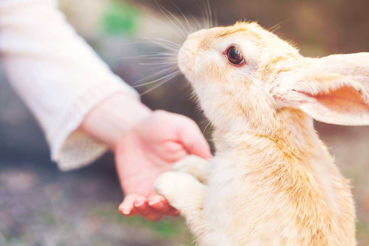 Senior Bunny Who Looks Like a Real-Life 'Velveteen Rabbit' Will Steal ...