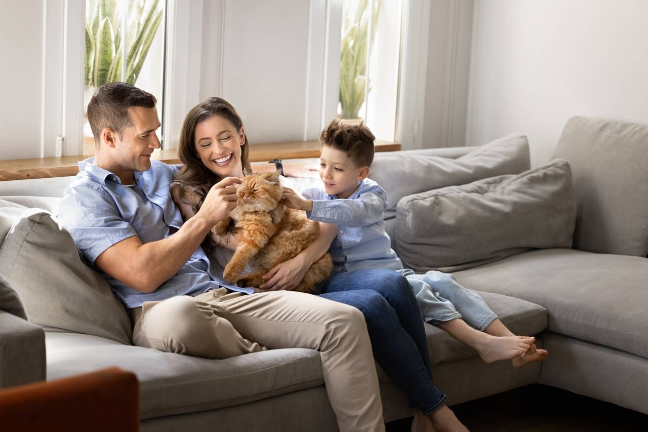 5 Signs Your Cat Feels Like Part of the Family, Say Experts - Parade Pets