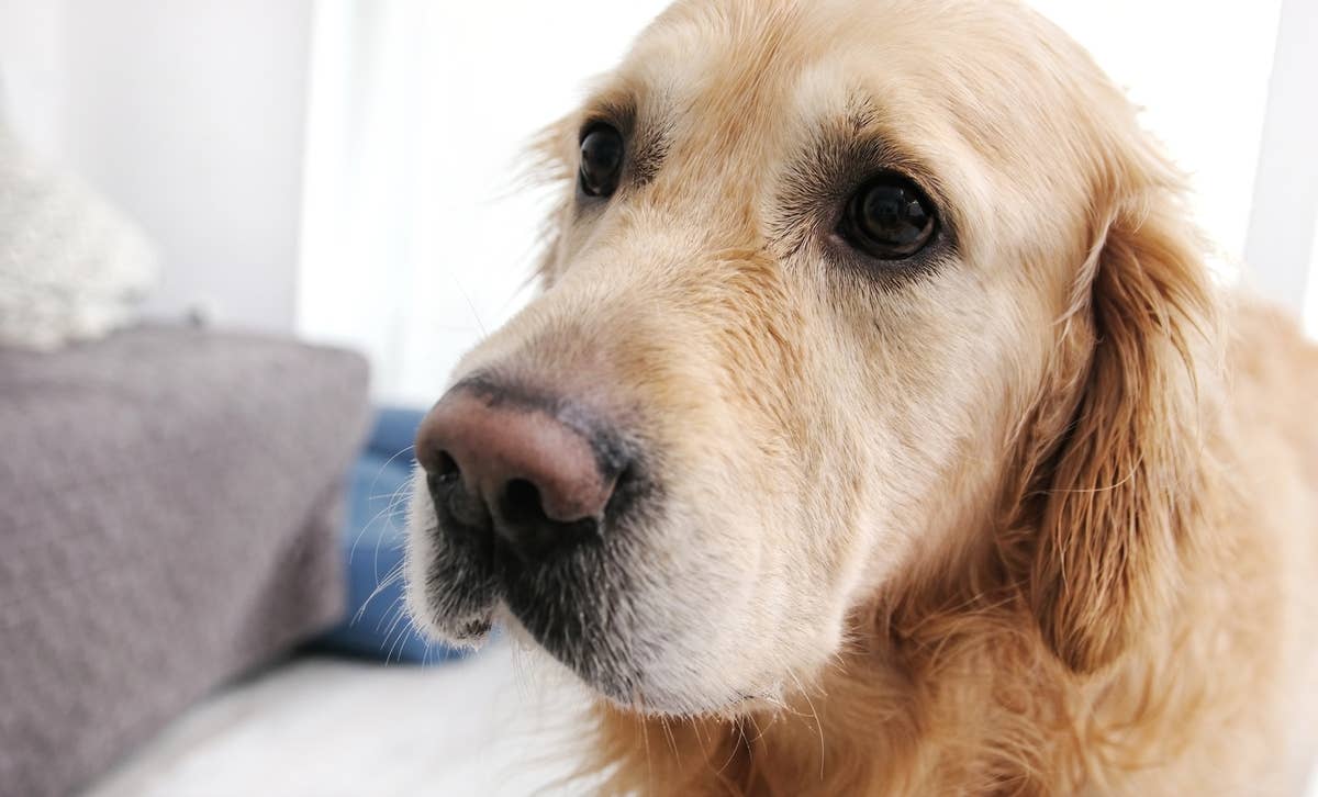Golden Retriever Thinks Every Bald Man Is His Grandpa and It's Too Cute ...