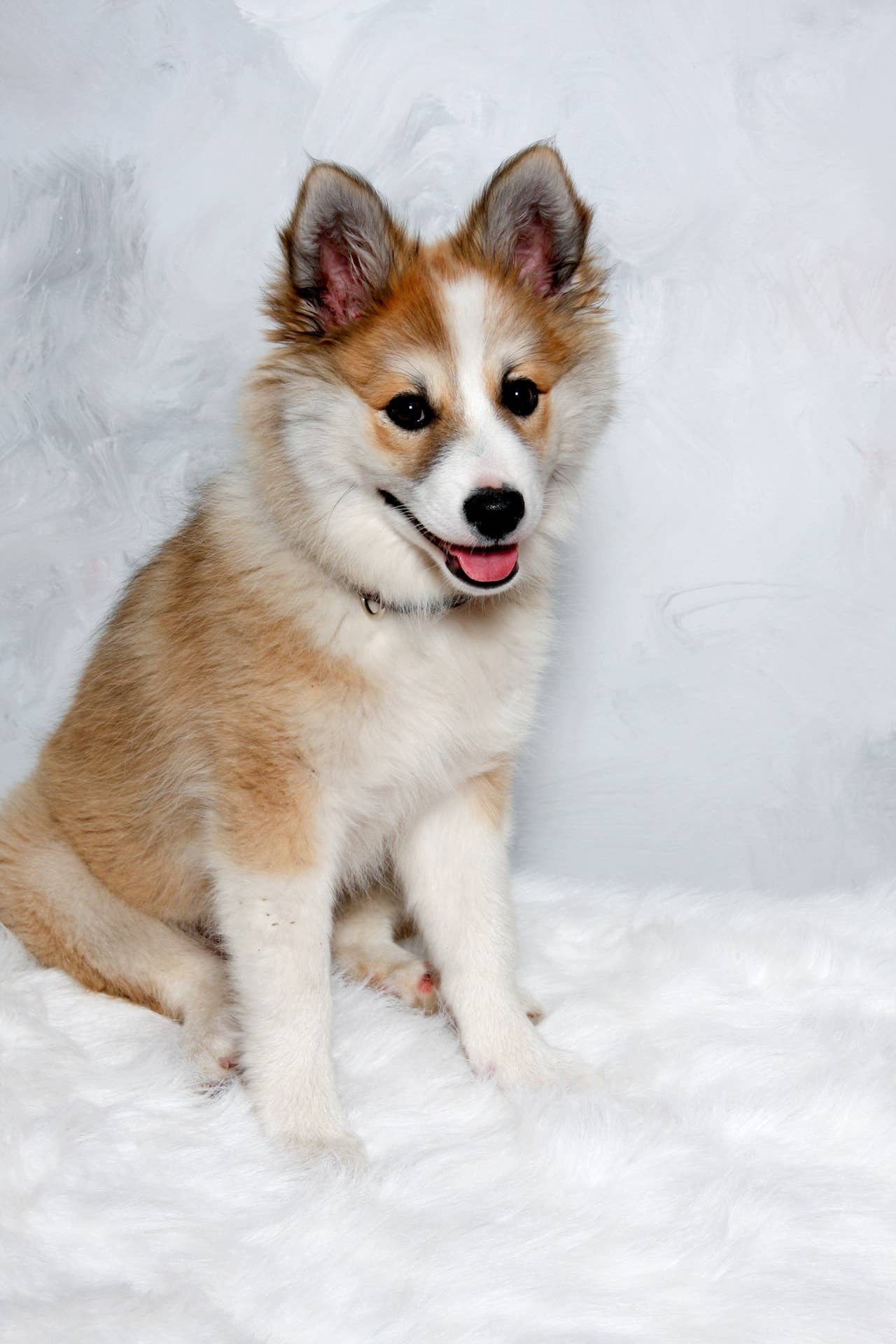 5 Pretty Dog Breeds You’ve Never Heard Of, Experts Say - Parade Pets
