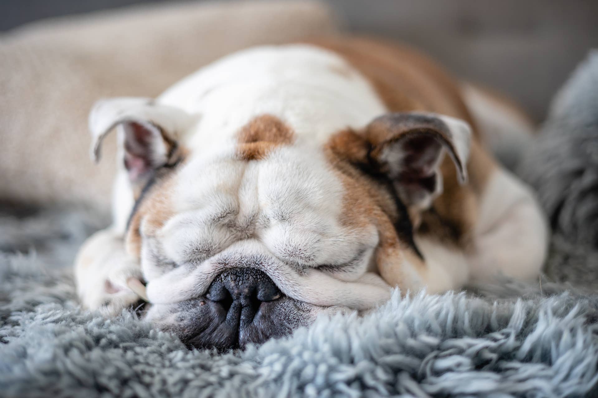 Exhausted English Bulldog Makes Dad Carry Him Home Like a King - Parade ...
