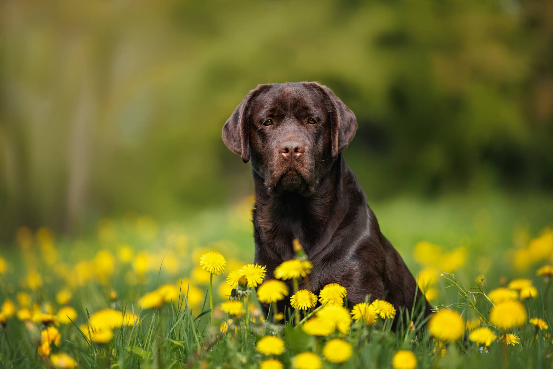 Chocolate Labrador Hiding a Big Stick Fails in the Cutest Way - Parade Pets
