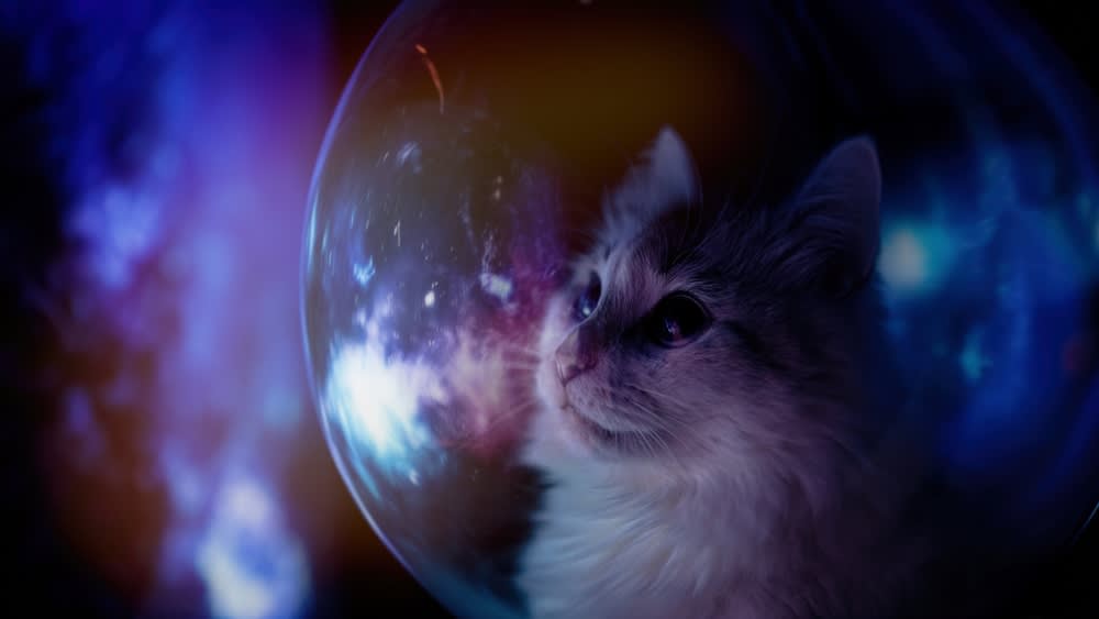 Cat 'Using the Force' on Kitty Sibling Would Make Luke Skywalker Proud ...