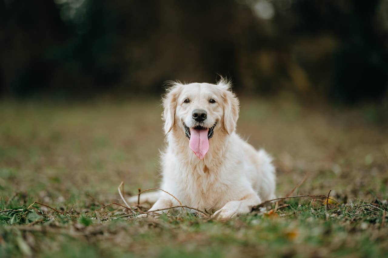 5 Most Huggable and Cuddly Dog Breeds, According to Experts - Parade Pets