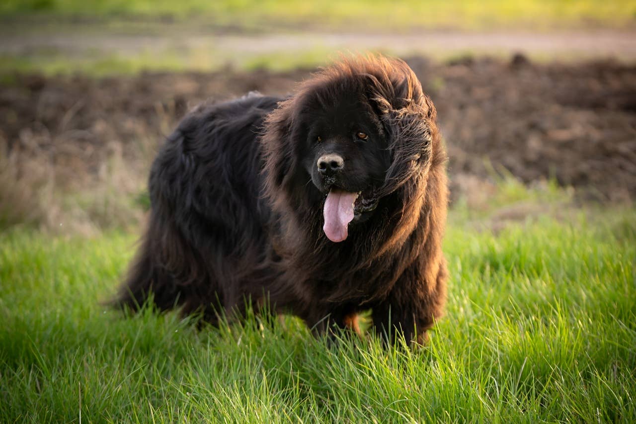 5 Most Huggable and Cuddly Dog Breeds, According to Experts - Parade Pets