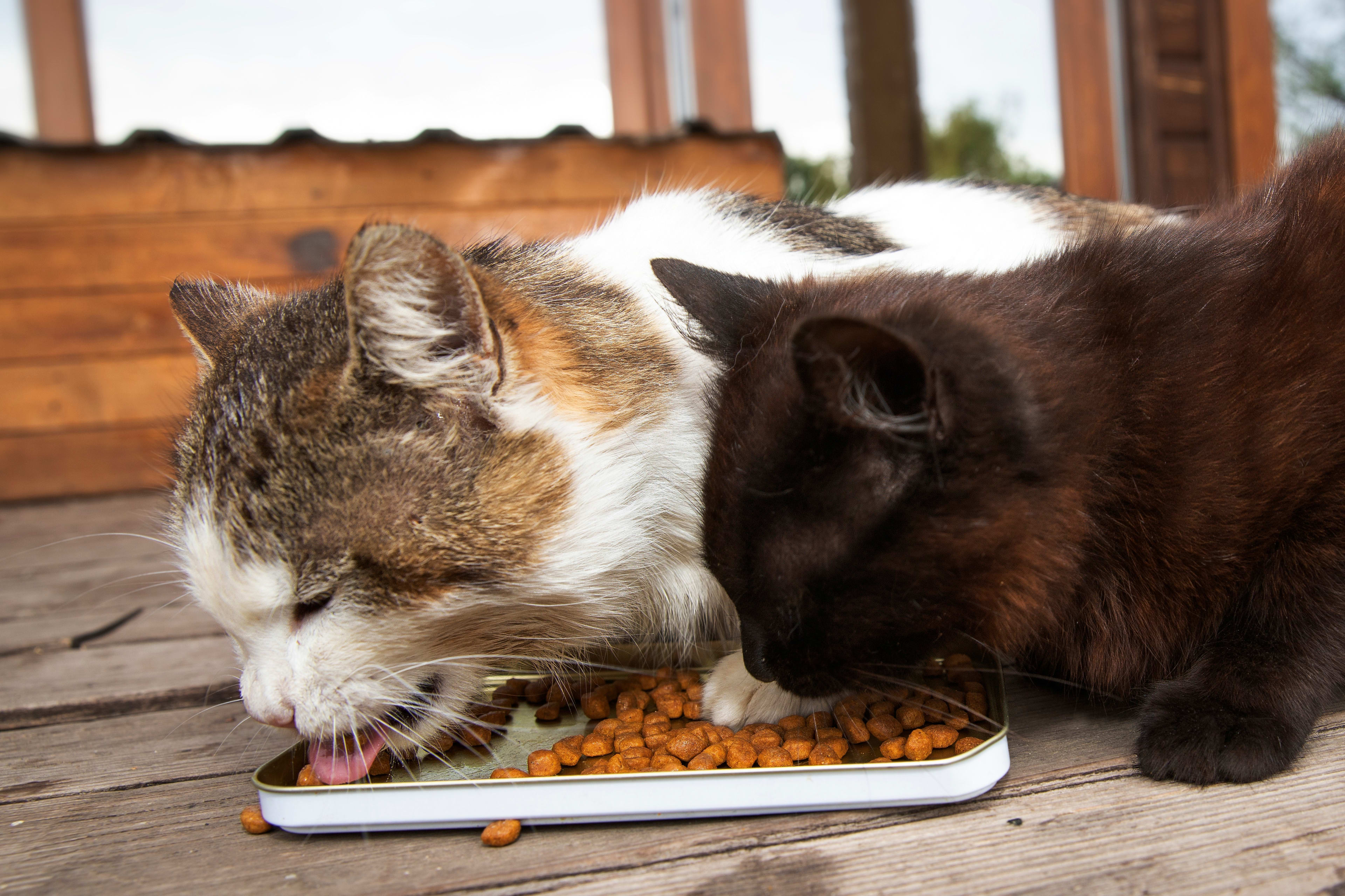 Here's How to Make Your Cat a Special Snack For the Holidays - Parade Pets