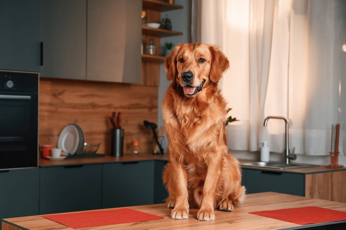 Golden Retriever Helps Peel Apples Like the Hungriest Helper - Parade Pets