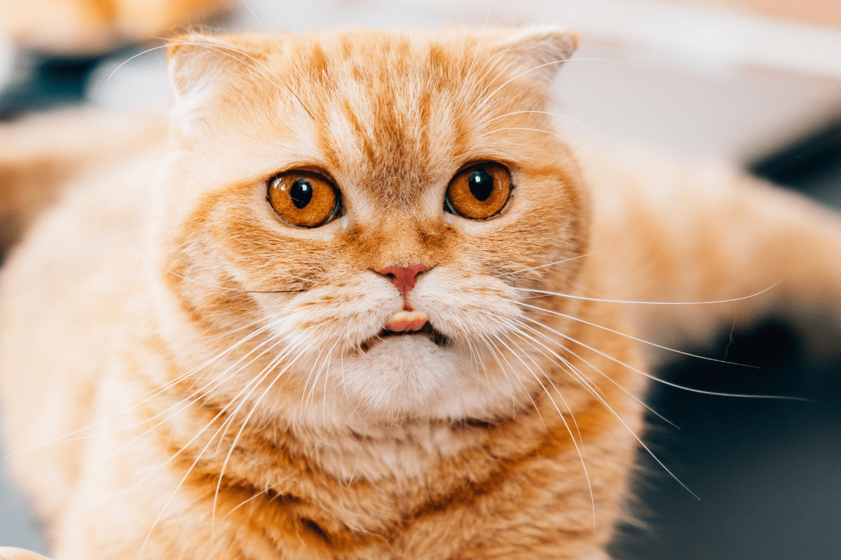 Scottish Fold Cat Tries To Act Casual After Being Caught Red-Pawed ...