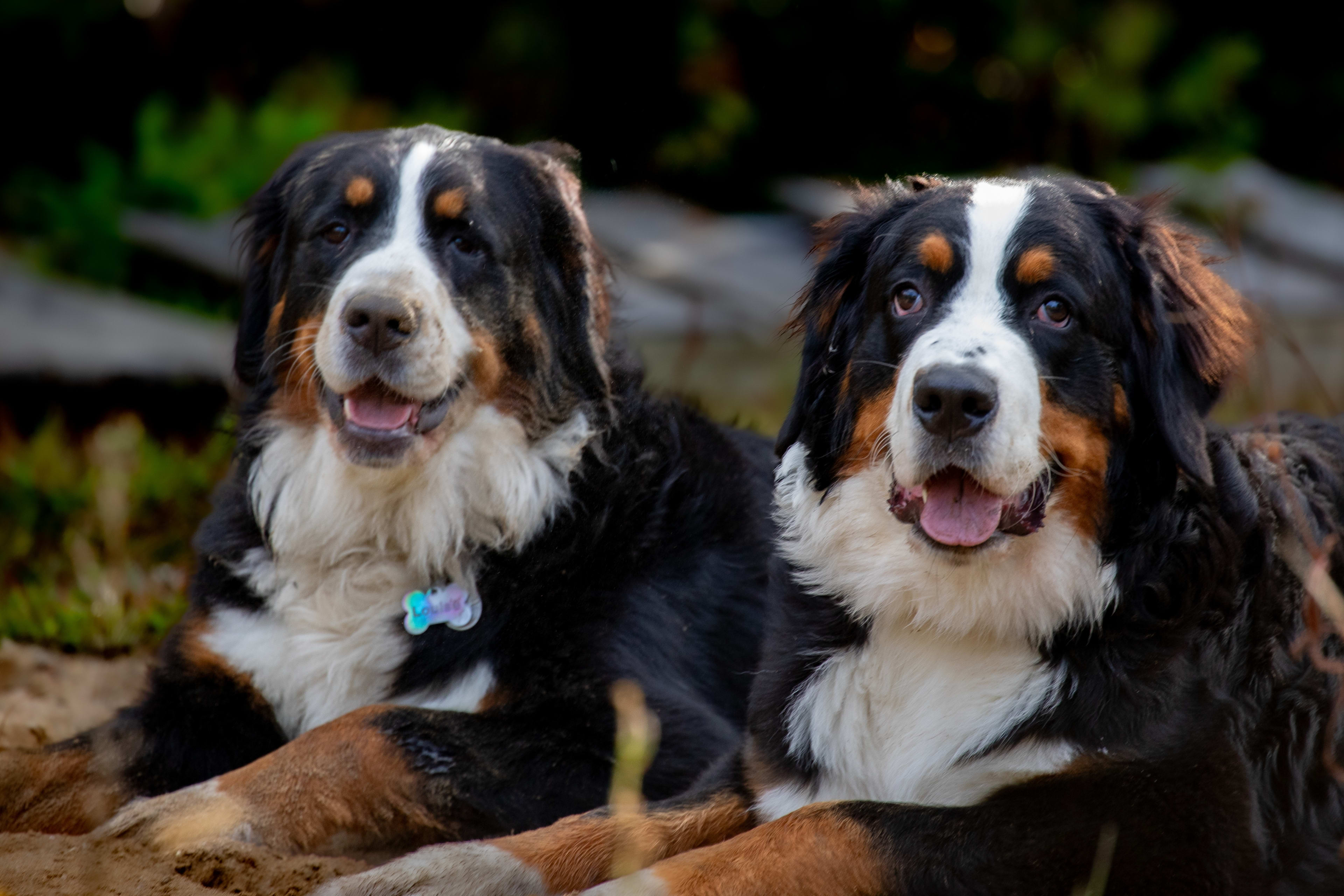 Bernese Mountain Dog Sweetly Watches Over Brother With Cancer - Parade Pets