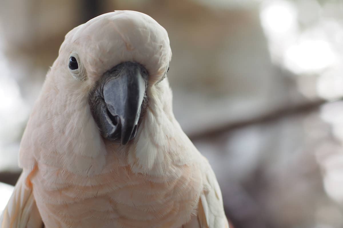 Ultra-Bad Boy Cockatoo Shatters TV and Has Zero Regrets - Parade Pets